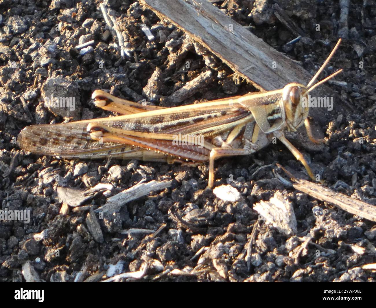American Bird Grasshopper (Schistocerca americana Stock Photo - Alamy