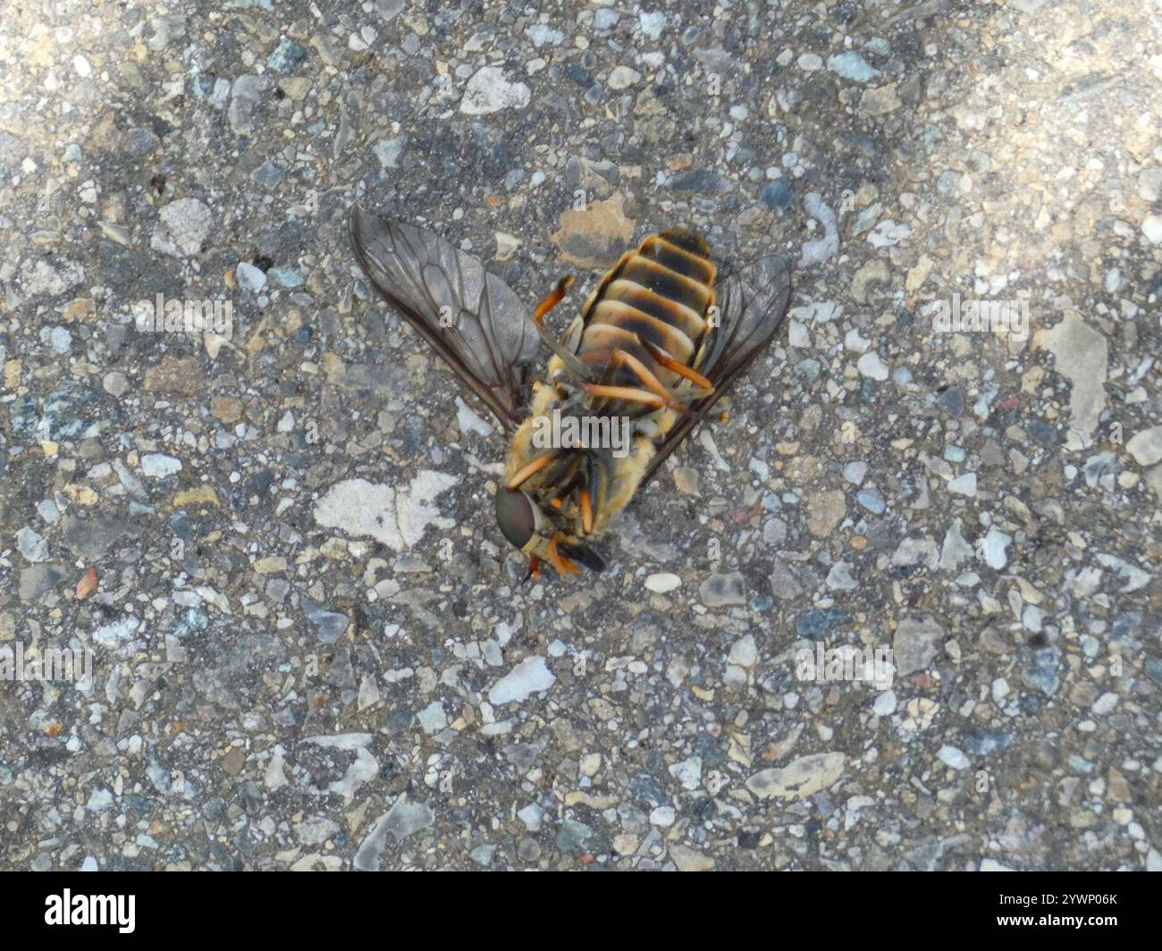 Dark Giant Horse Fly (Tabanus sudeticus Stock Photo - Alamy