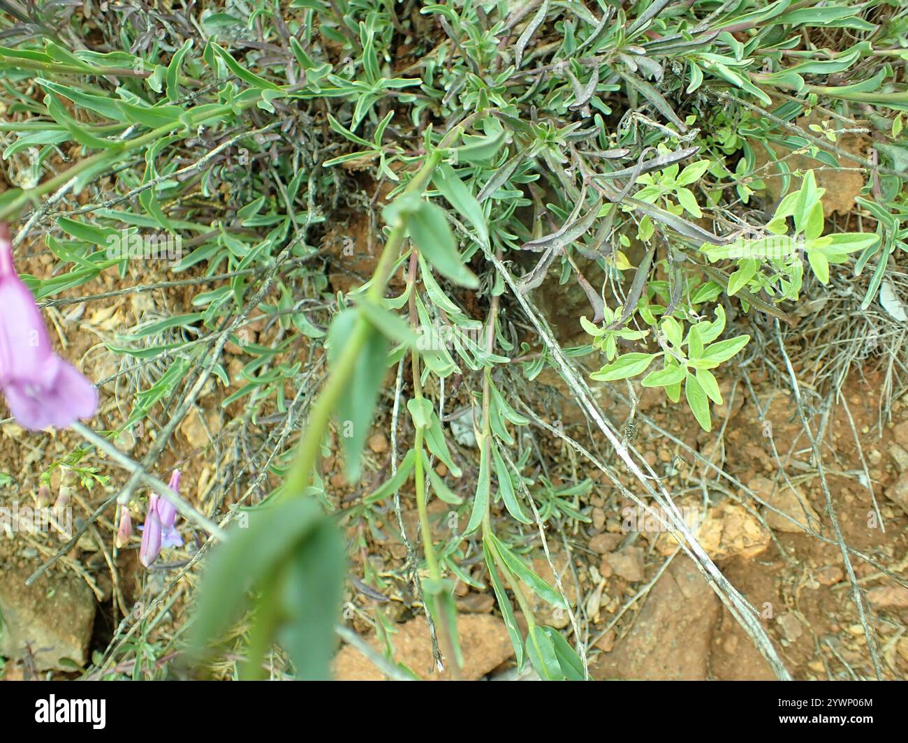 Short Stalk Penstemon (Penstemon parvulus Stock Photo - Alamy