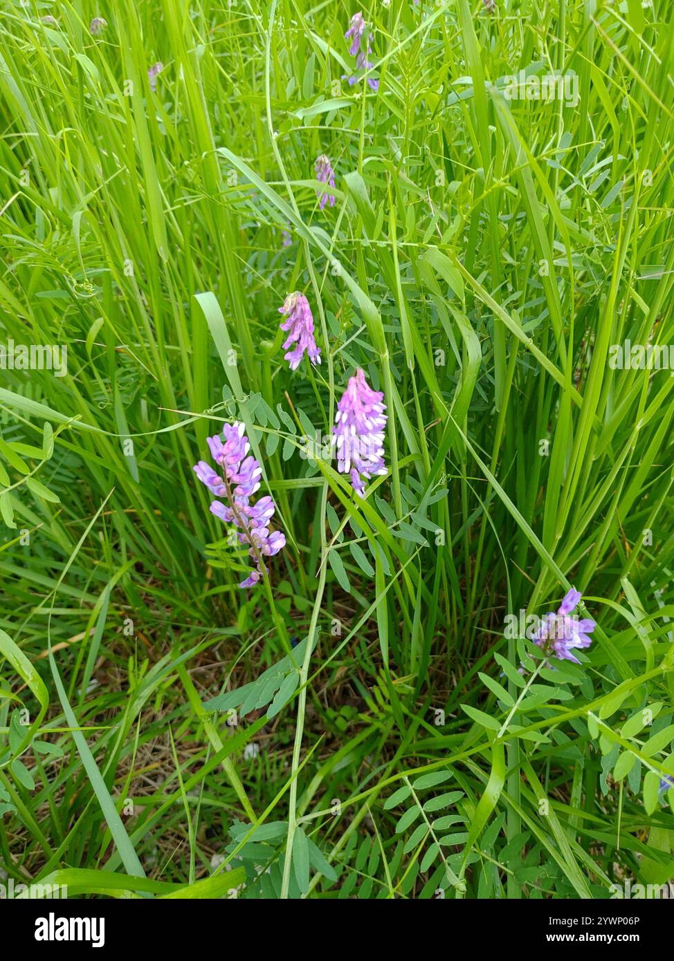 tufted vetch (Vicia cracca Stock Photo - Alamy