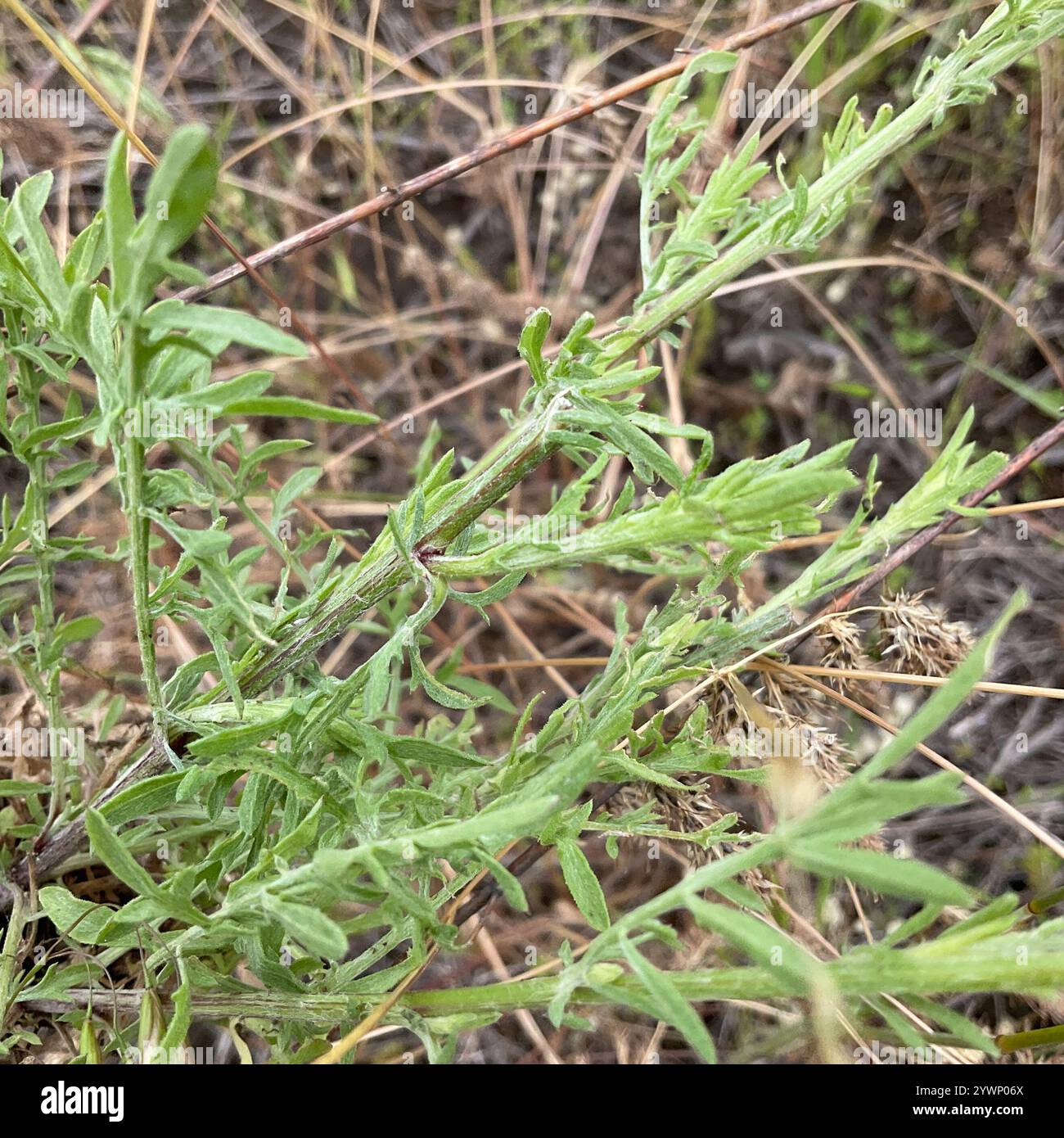 diffuse knapweed (Centaurea diffusa Stock Photo - Alamy