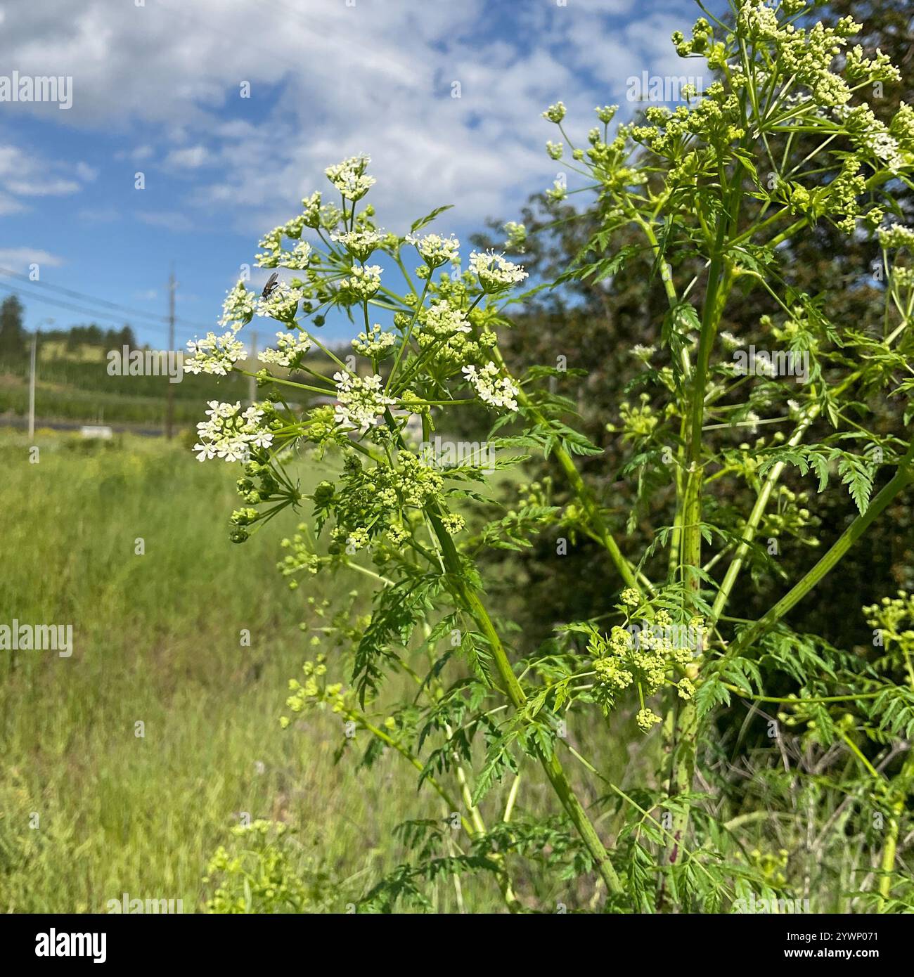 poison hemlock (Conium maculatum Stock Photo - Alamy