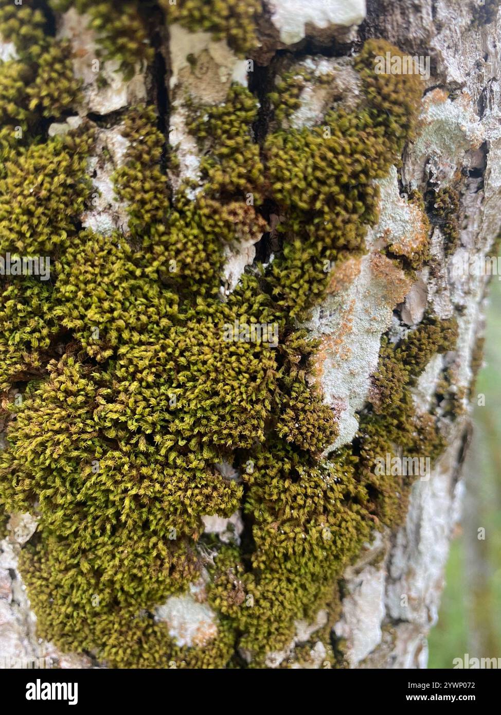 Park Yoke-moss (Zygodon rupestris Stock Photo - Alamy