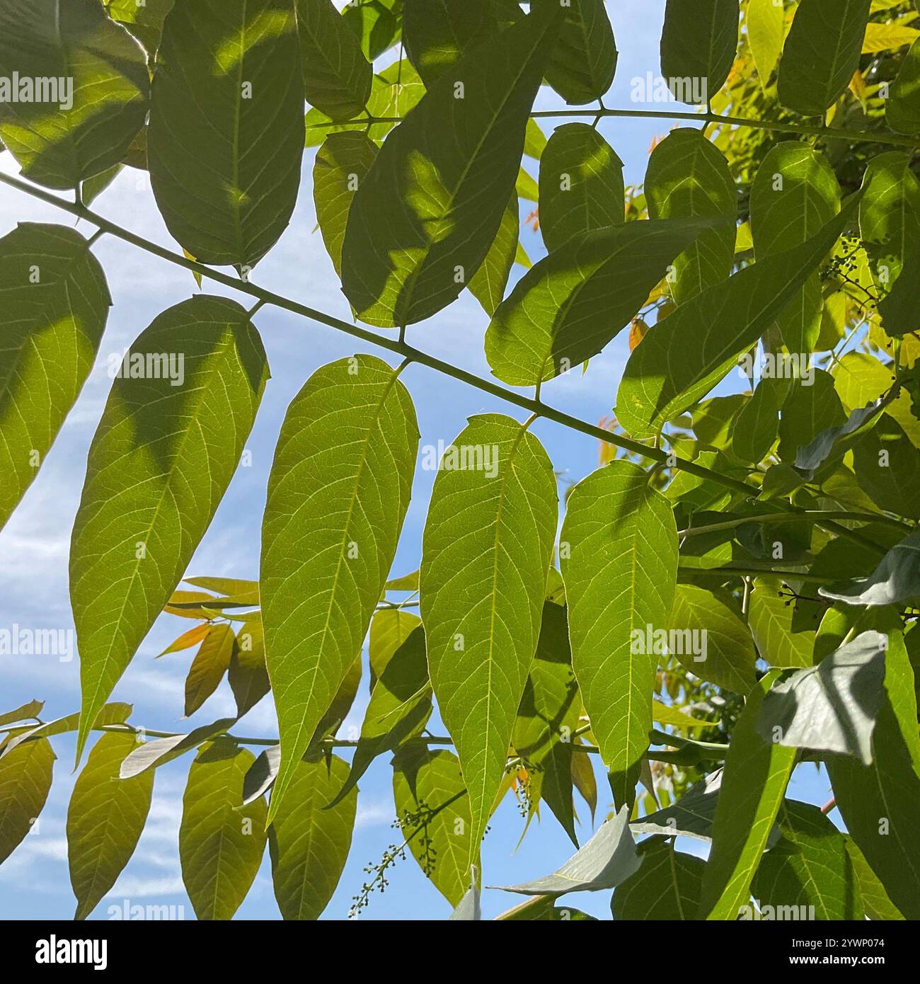 tree-of-heaven (Ailanthus altissima Stock Photo - Alamy