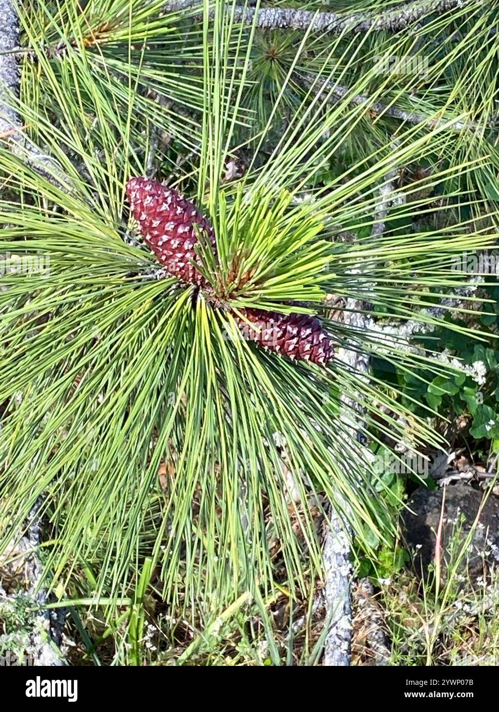 Ponderosa Pine (Pinus ponderosa Stock Photo - Alamy
