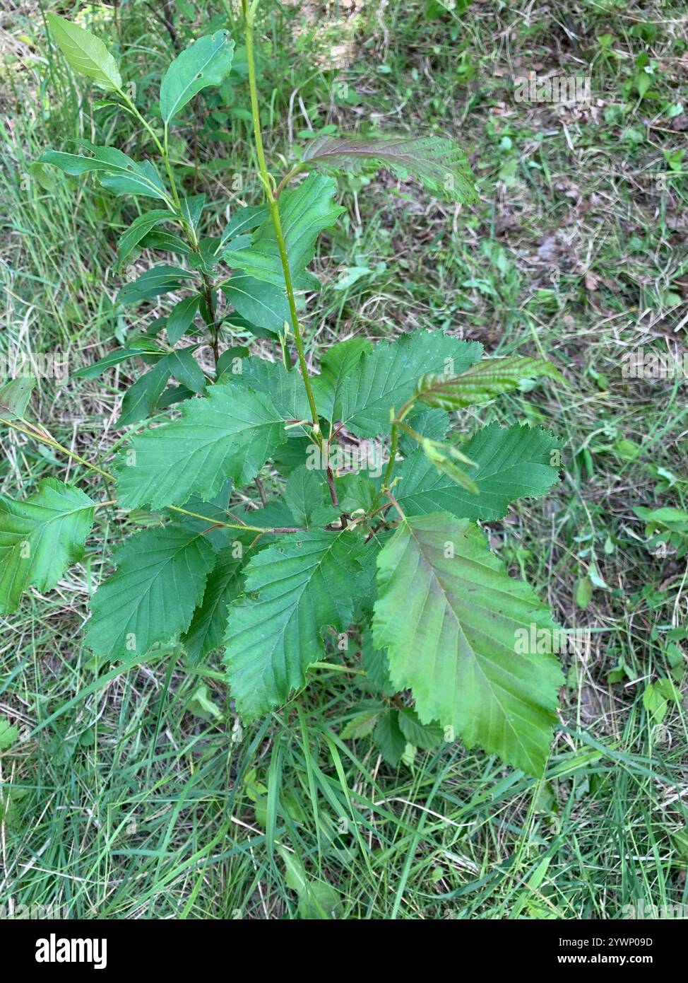 grey alder (Alnus incana Stock Photo - Alamy
