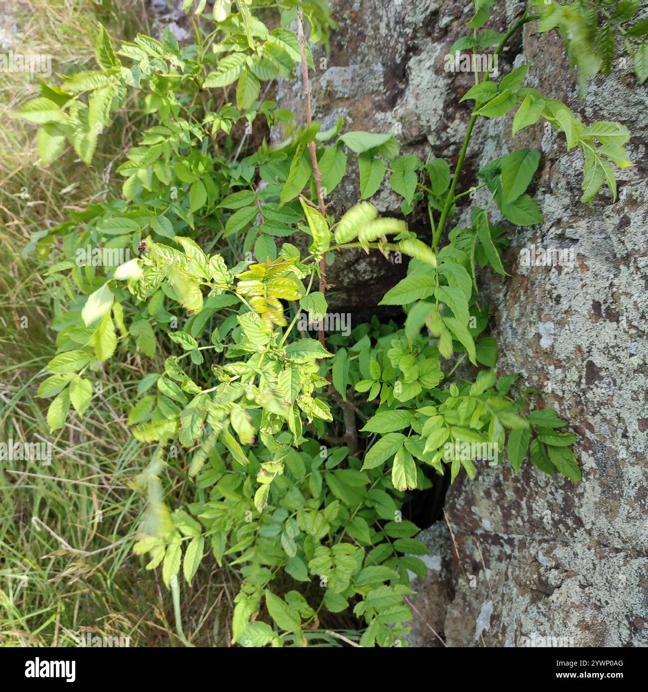 European ash (Fraxinus excelsior Stock Photo - Alamy