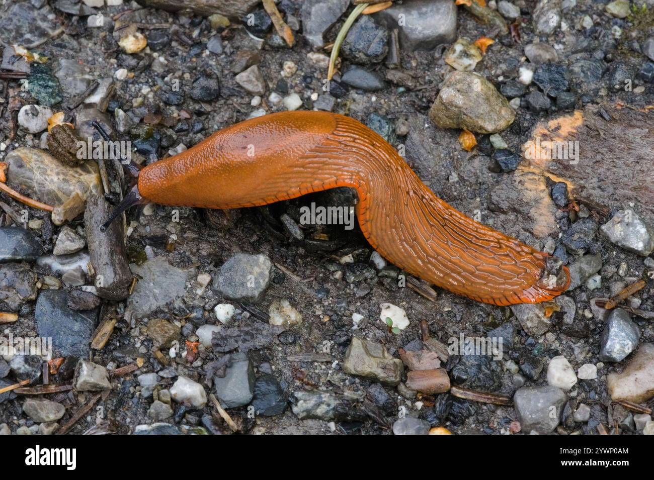 Arion Slugs (Arion Stock Photo - Alamy