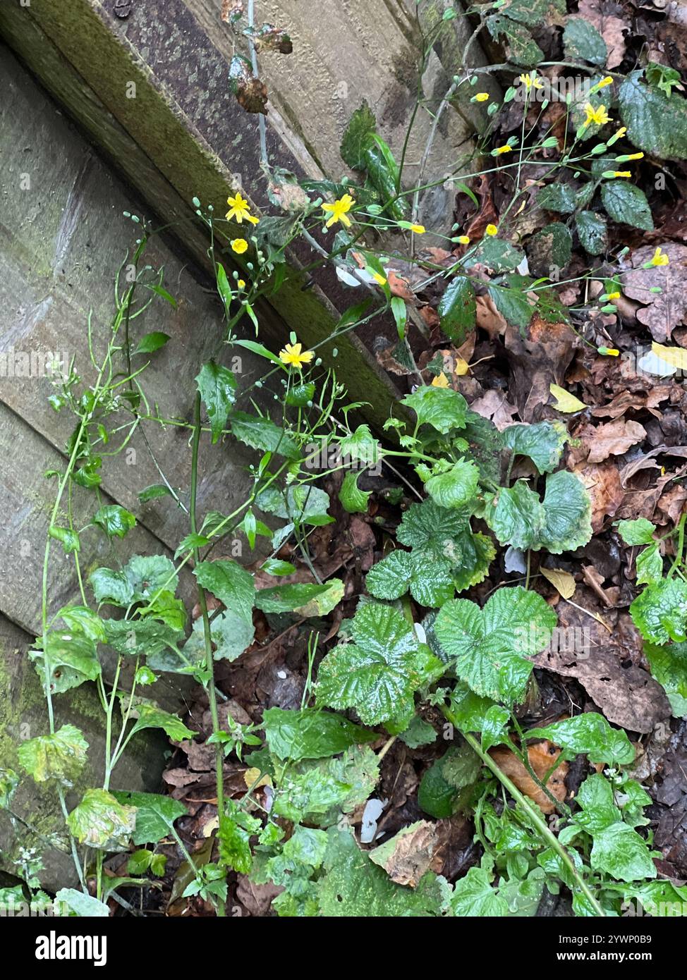nipplewort (Lapsana communis Stock Photo - Alamy