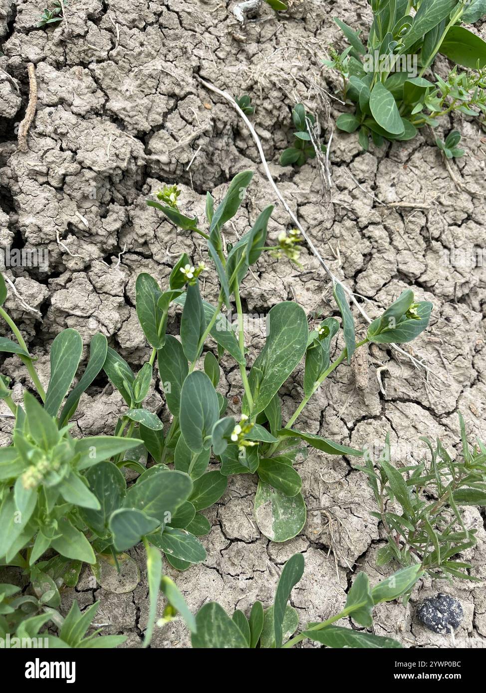 Hare's-ear Mustard (Conringia orientalis Stock Photo - Alamy