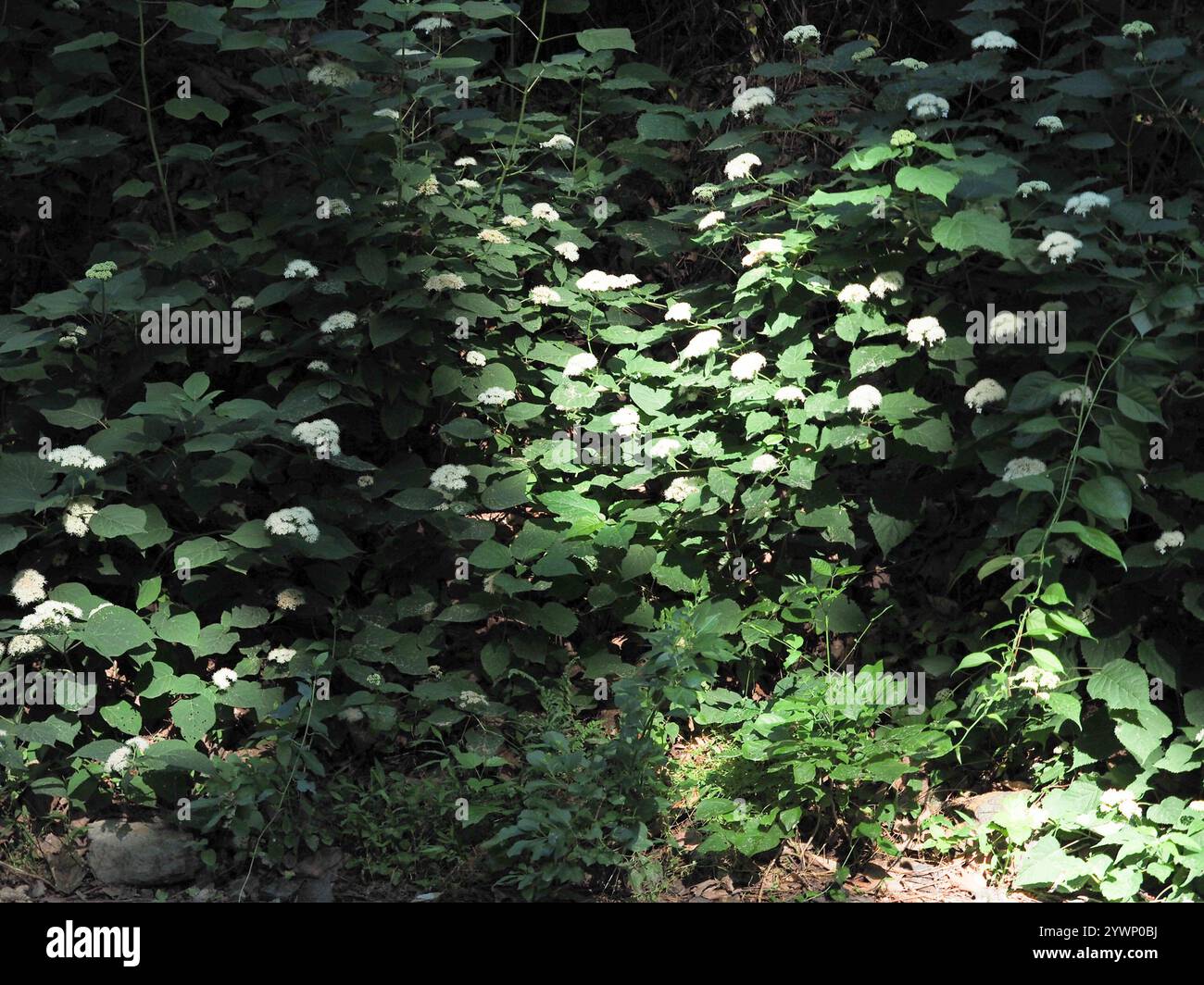 wild hydrangea (Hydrangea arborescens Stock Photo - Alamy