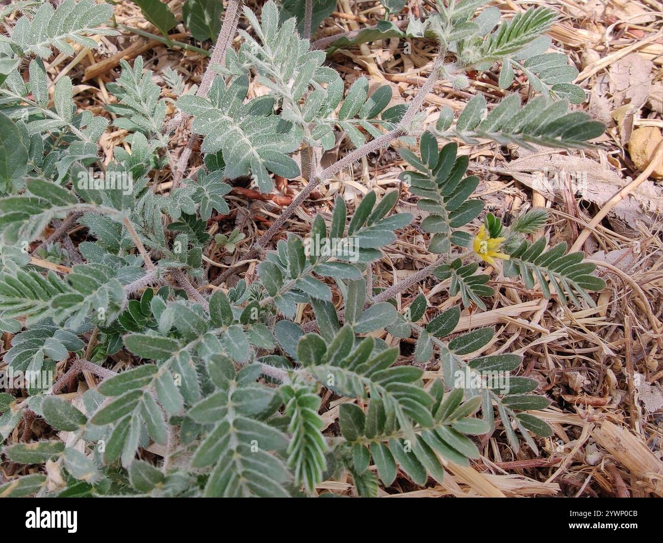 puncture vine (Tribulus terrestris Stock Photo - Alamy