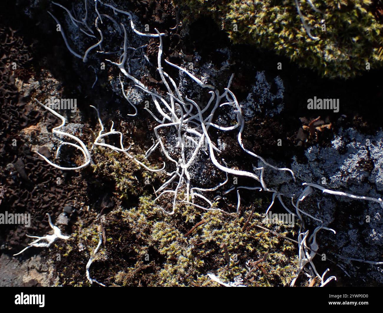 Whiteworm Lichen (Thamnolia vermicularis Stock Photo - Alamy
