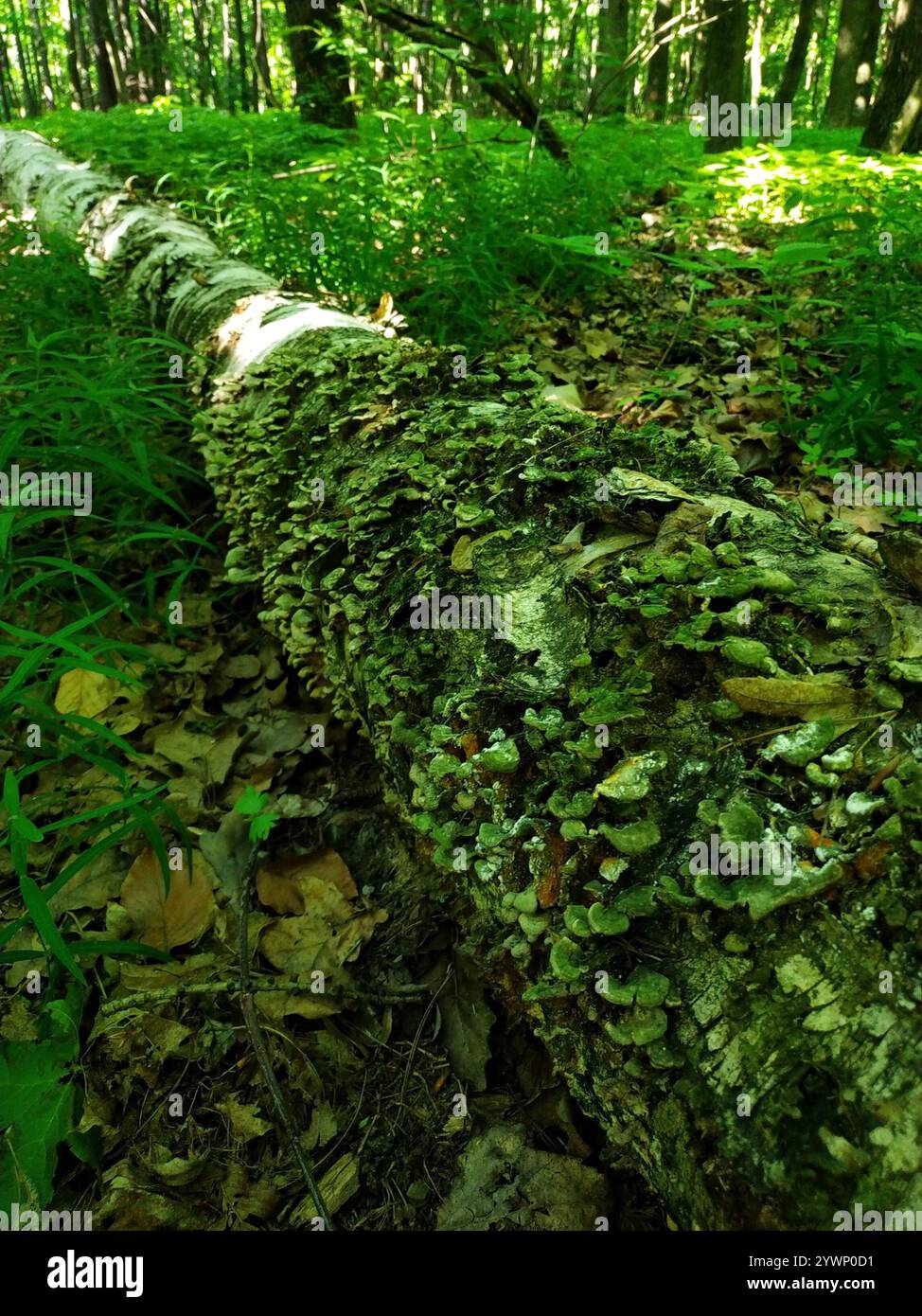 violet-toothed polypore (Trichaptum biforme Stock Photo - Alamy
