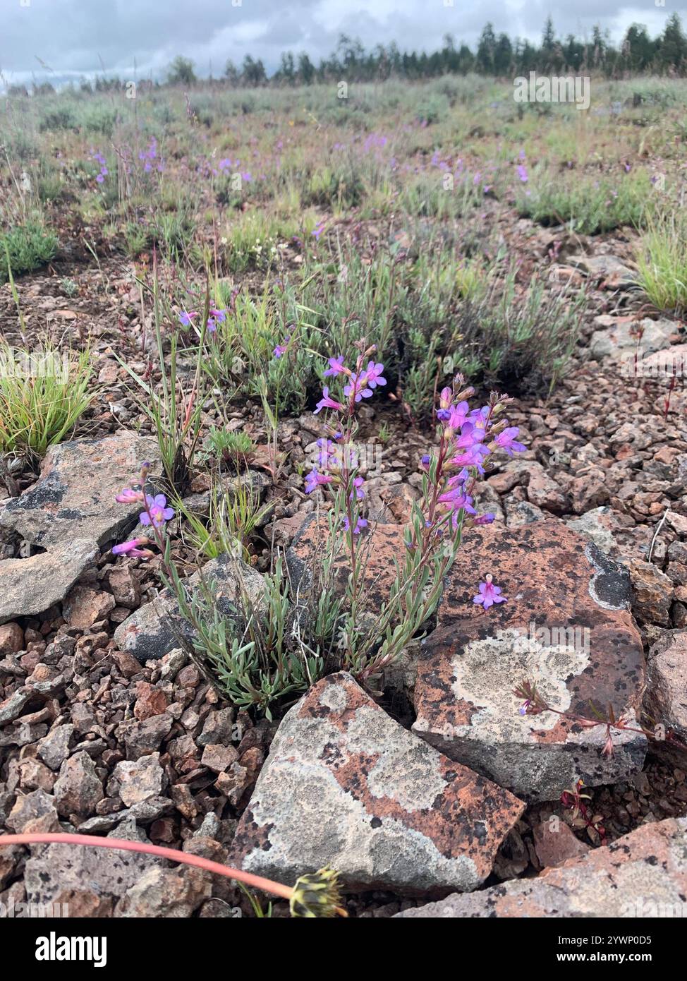Low beardtongue hi-res stock photography and images - Alamy
