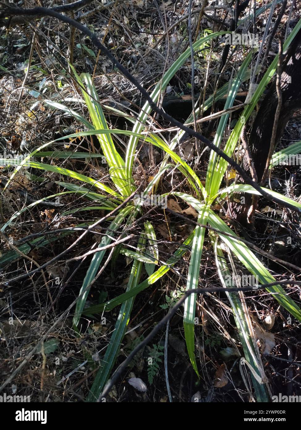 Bush Flax (Astelia fragrans Stock Photo - Alamy