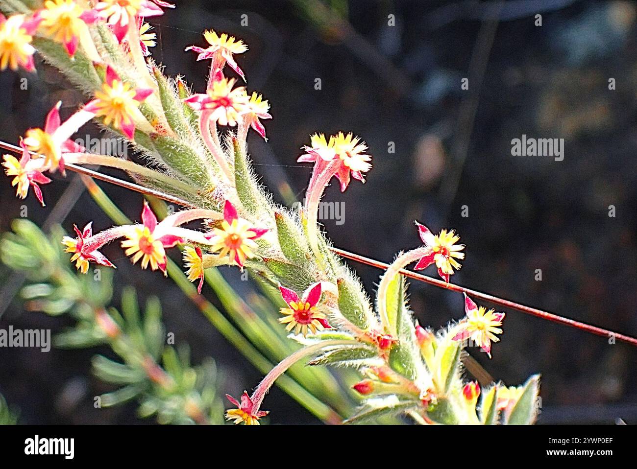 Woolly Capespray (Struthiola tomentosa Stock Photo - Alamy
