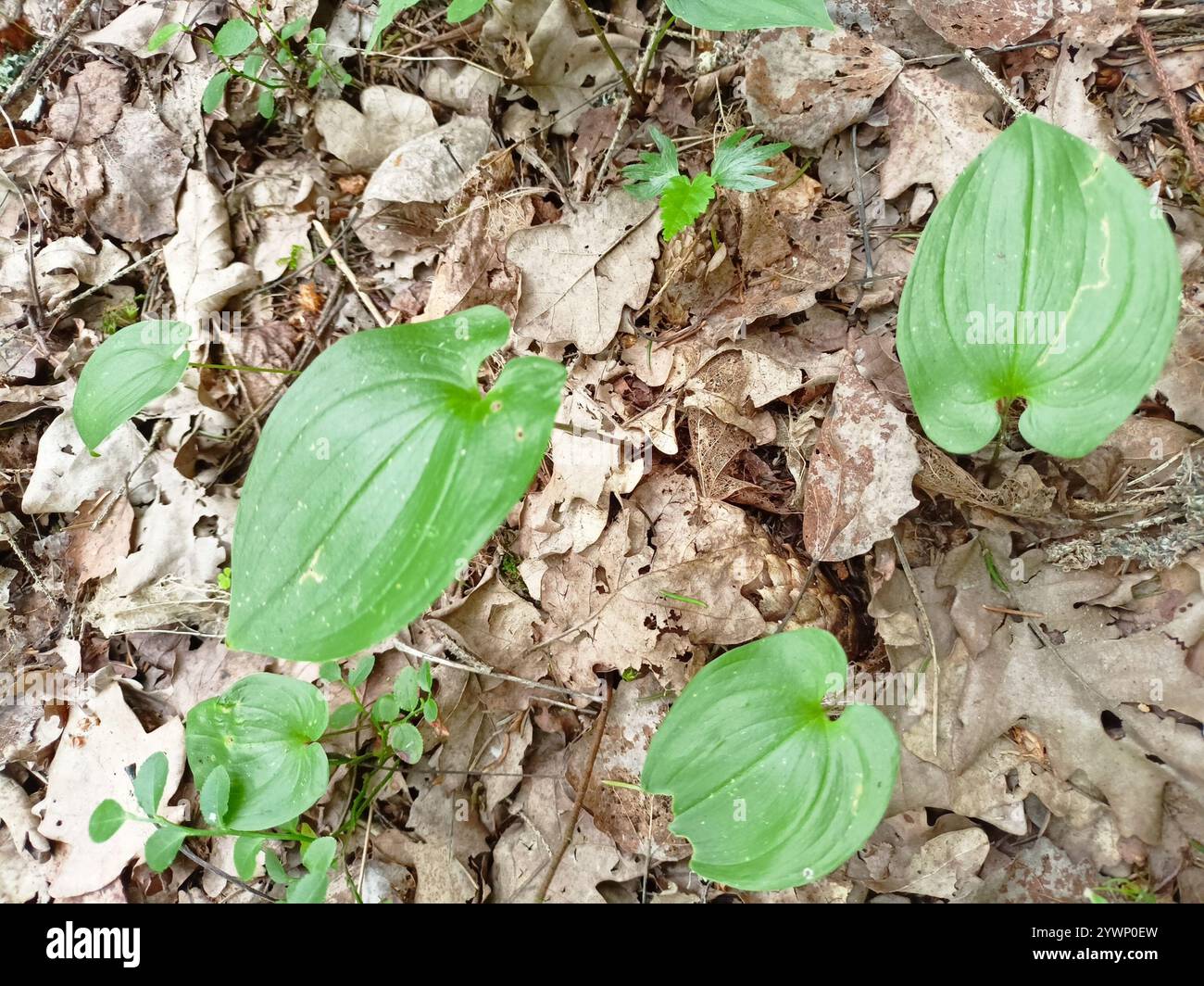 May Lily (Maianthemum bifolium Stock Photo - Alamy