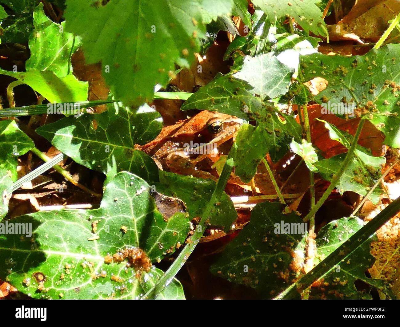 Pond Frogs (Rana Stock Photo - Alamy