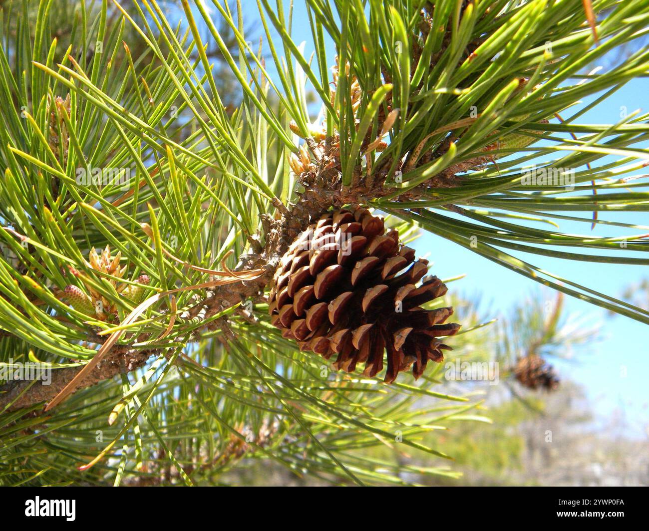 pitch pine (Pinus rigida Stock Photo - Alamy
