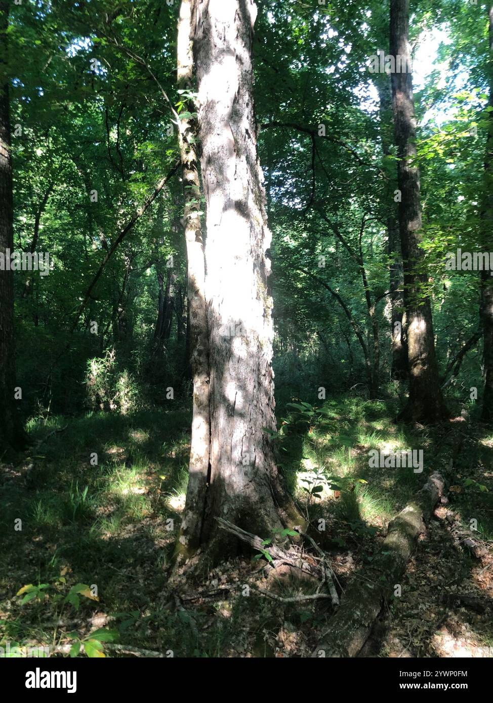 southern sugar maple (Acer floridanum Stock Photo - Alamy