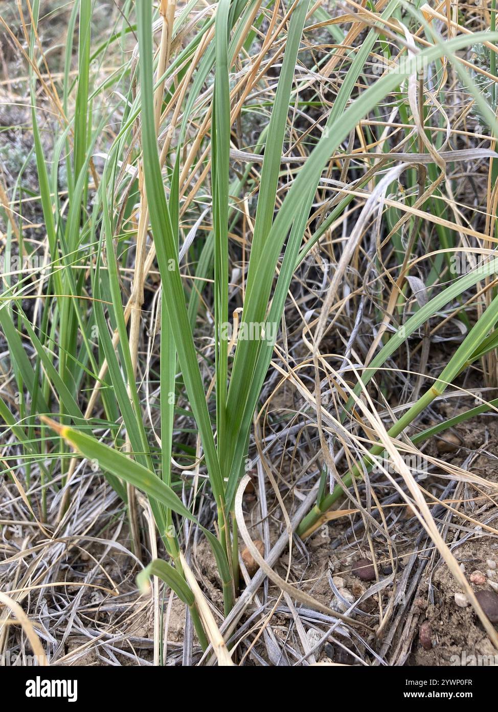 prairie sandreed (Sporobolus rigidus rigidus Stock Photo - Alamy