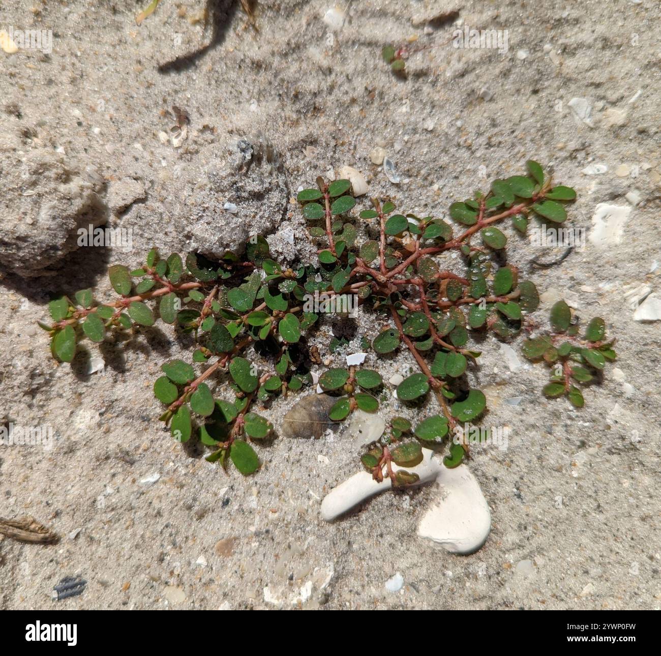limestone sandmat (Euphorbia blodgettii Stock Photo - Alamy