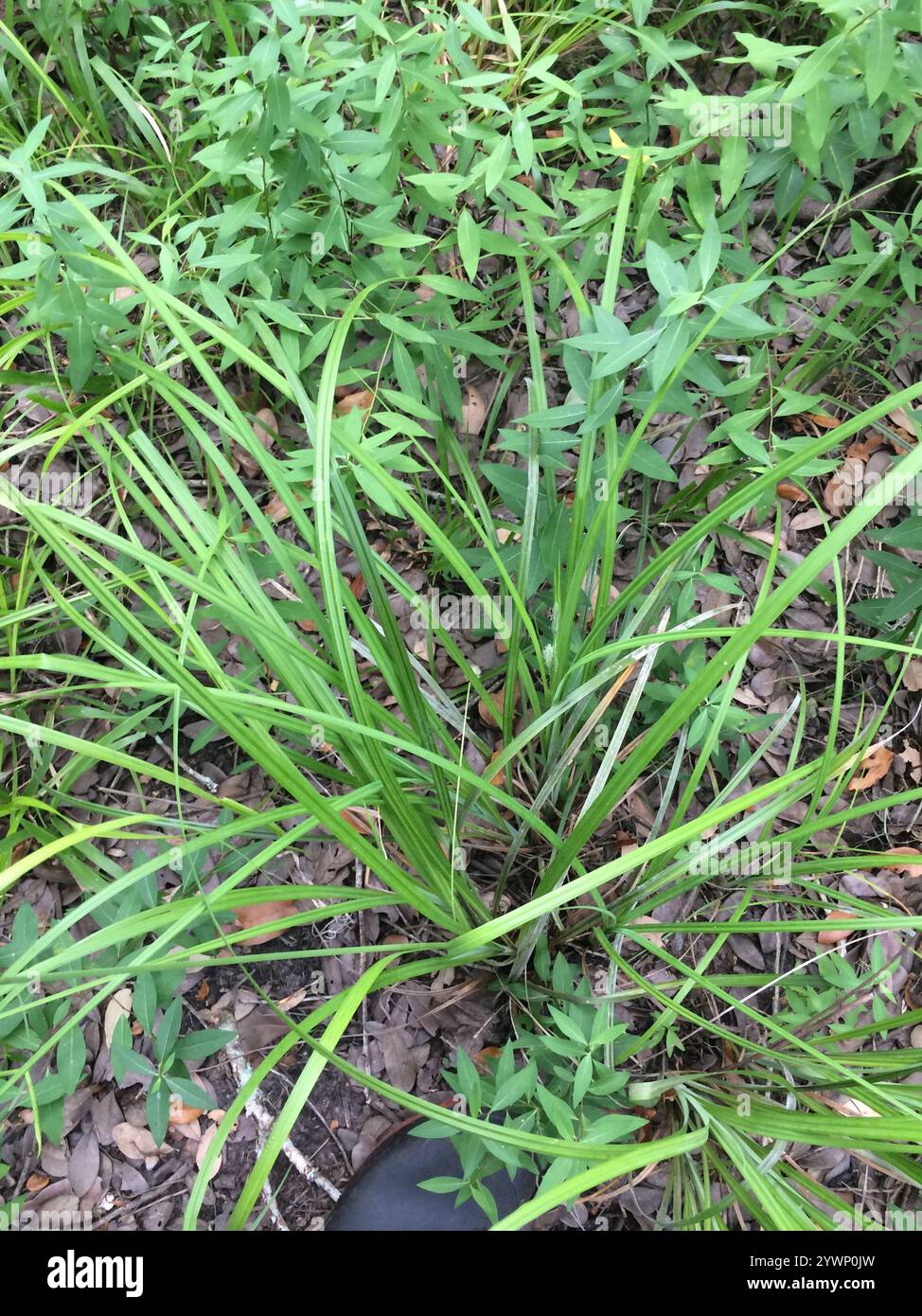 hop sedge (Carex lupulina Stock Photo - Alamy