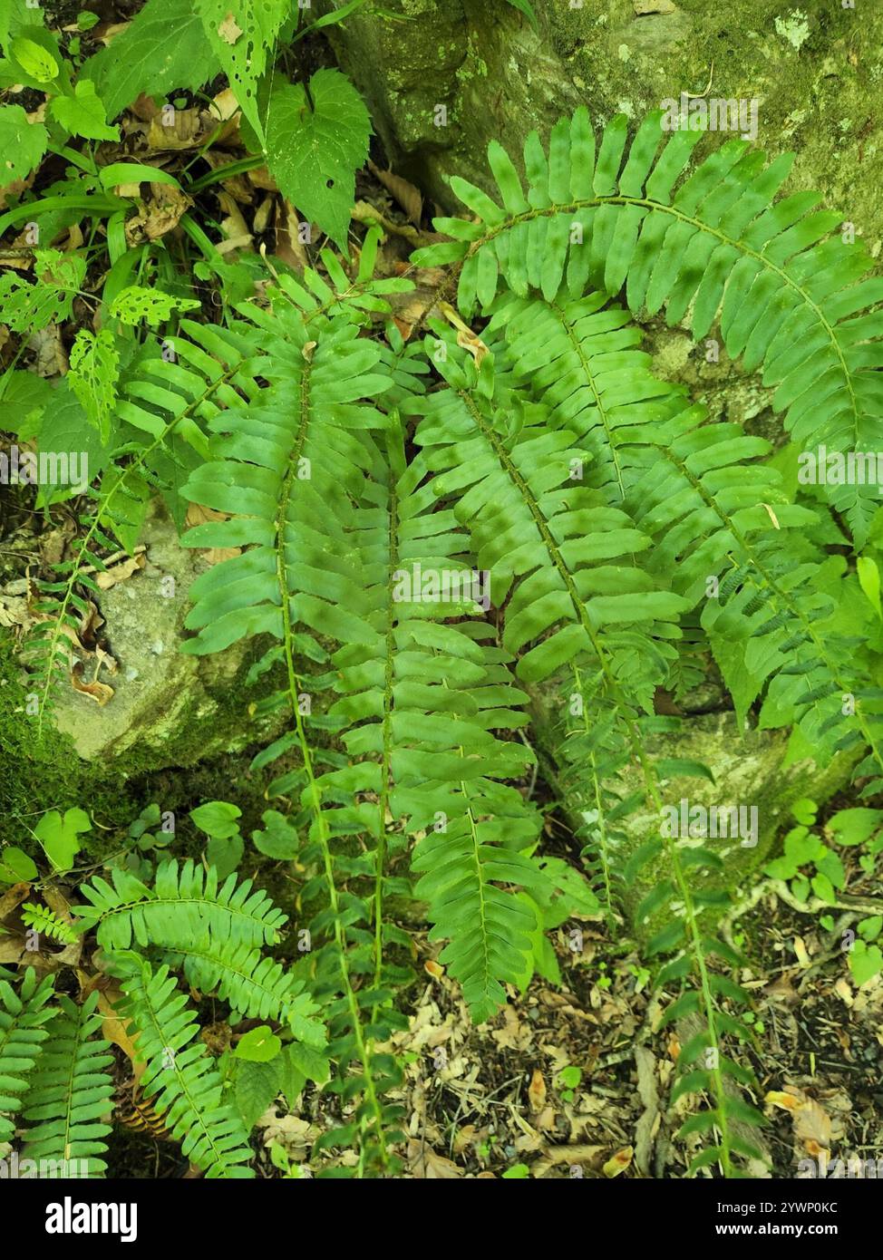 Christmas fern (Polystichum acrostichoides Stock Photo - Alamy