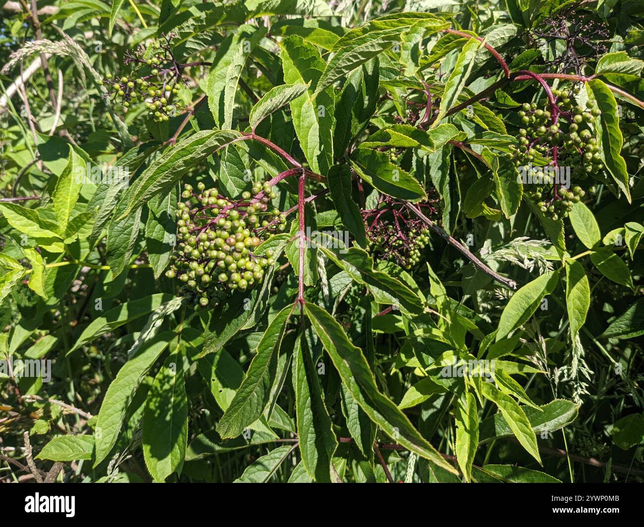 red-berried elder (Sambucus racemosa Stock Photo - Alamy