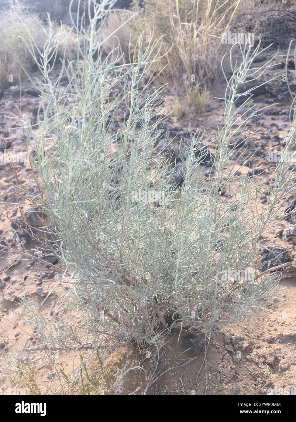 sand sagebrush (Artemisia filifolia Stock Photo - Alamy