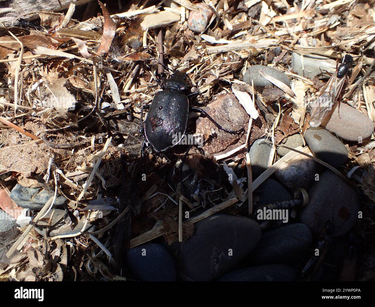 Black Caterpillar Hunter (Calosoma sayi Stock Photo - Alamy