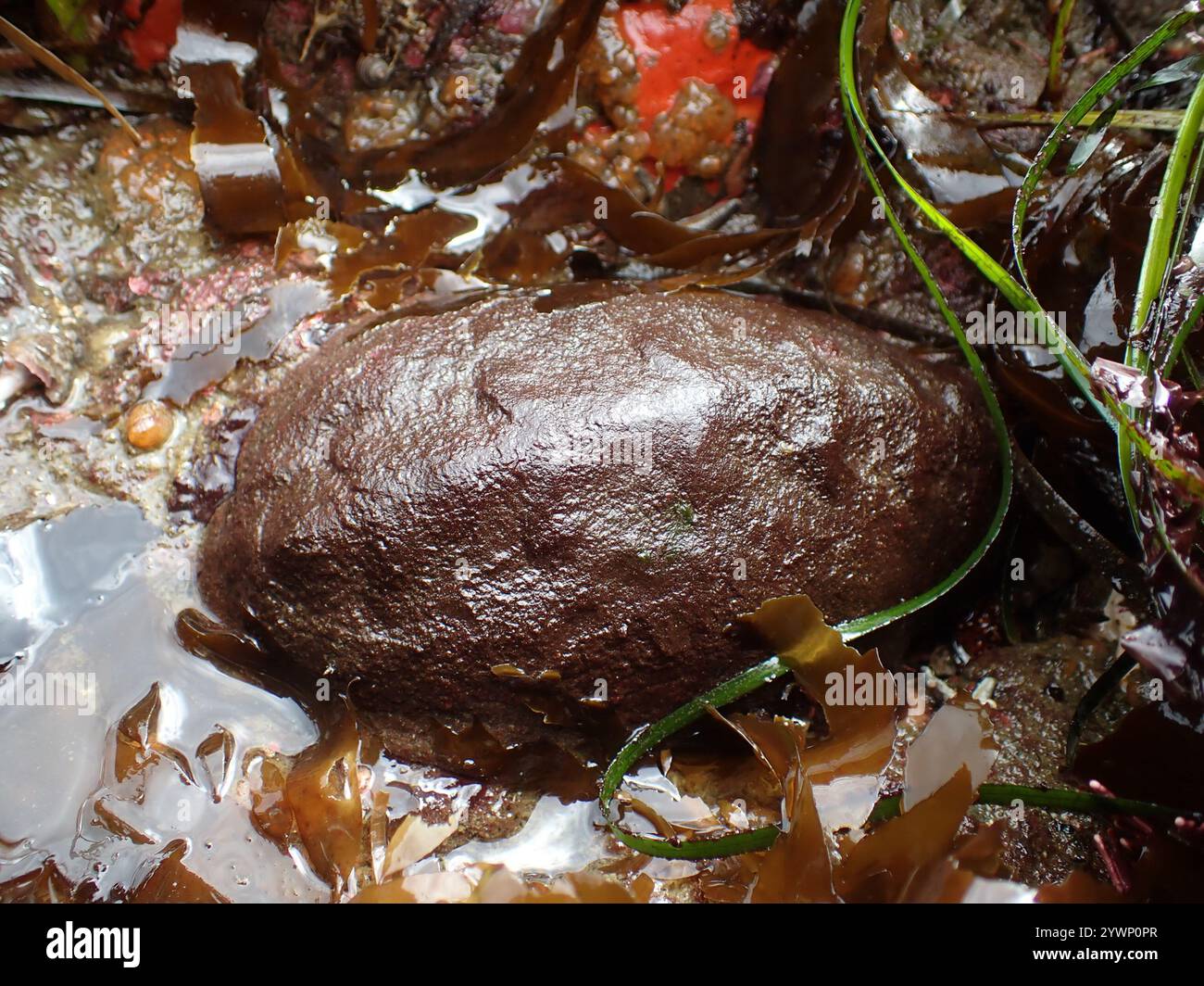 Gumboot Chiton (Cryptochiton stelleri Stock Photo - Alamy