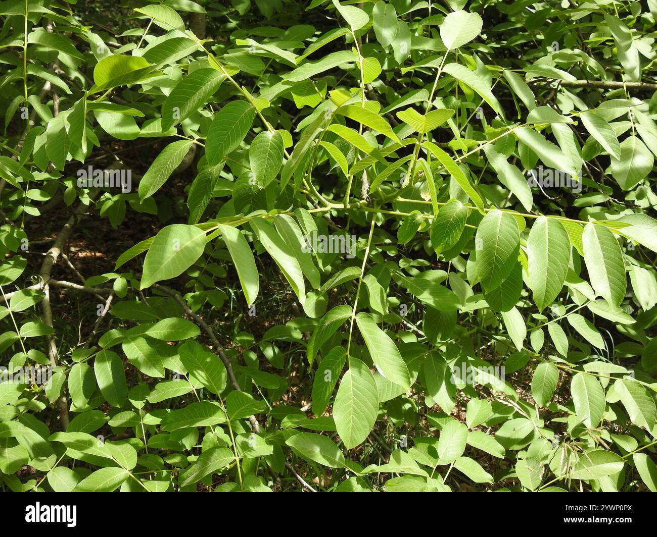 Persian walnut (Juglans regia Stock Photo - Alamy