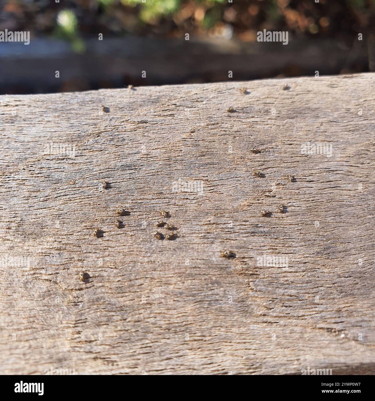 Barklice, Booklice, and Parasitic Lice (Psocodea Stock Photo - Alamy