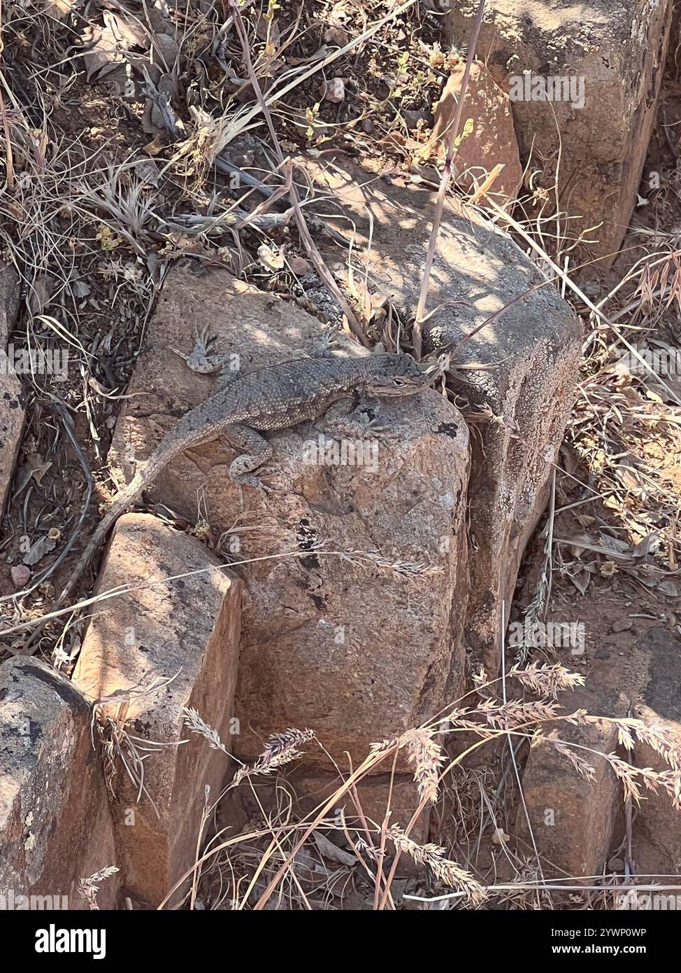 Plateau Fence Lizard (Sceloporus tristichus Stock Photo - Alamy
