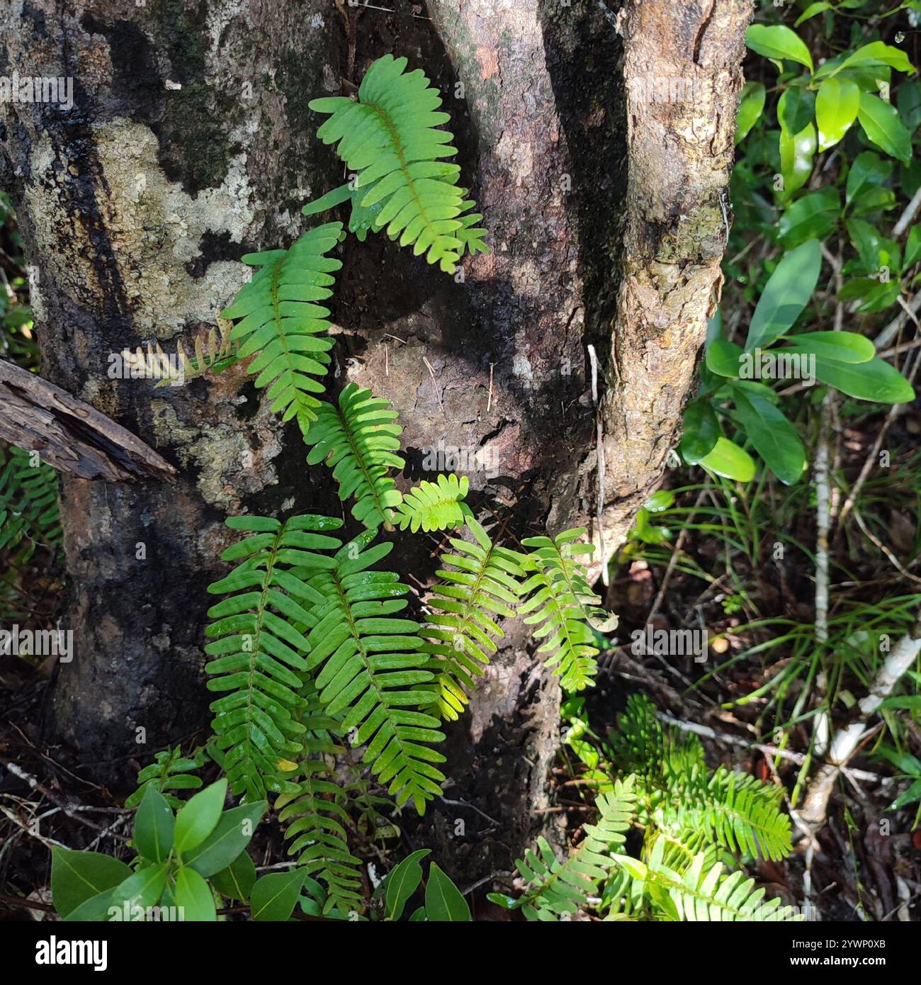 tropical resurrection fern (Pleopeltis polypodioides Stock Photo - Alamy