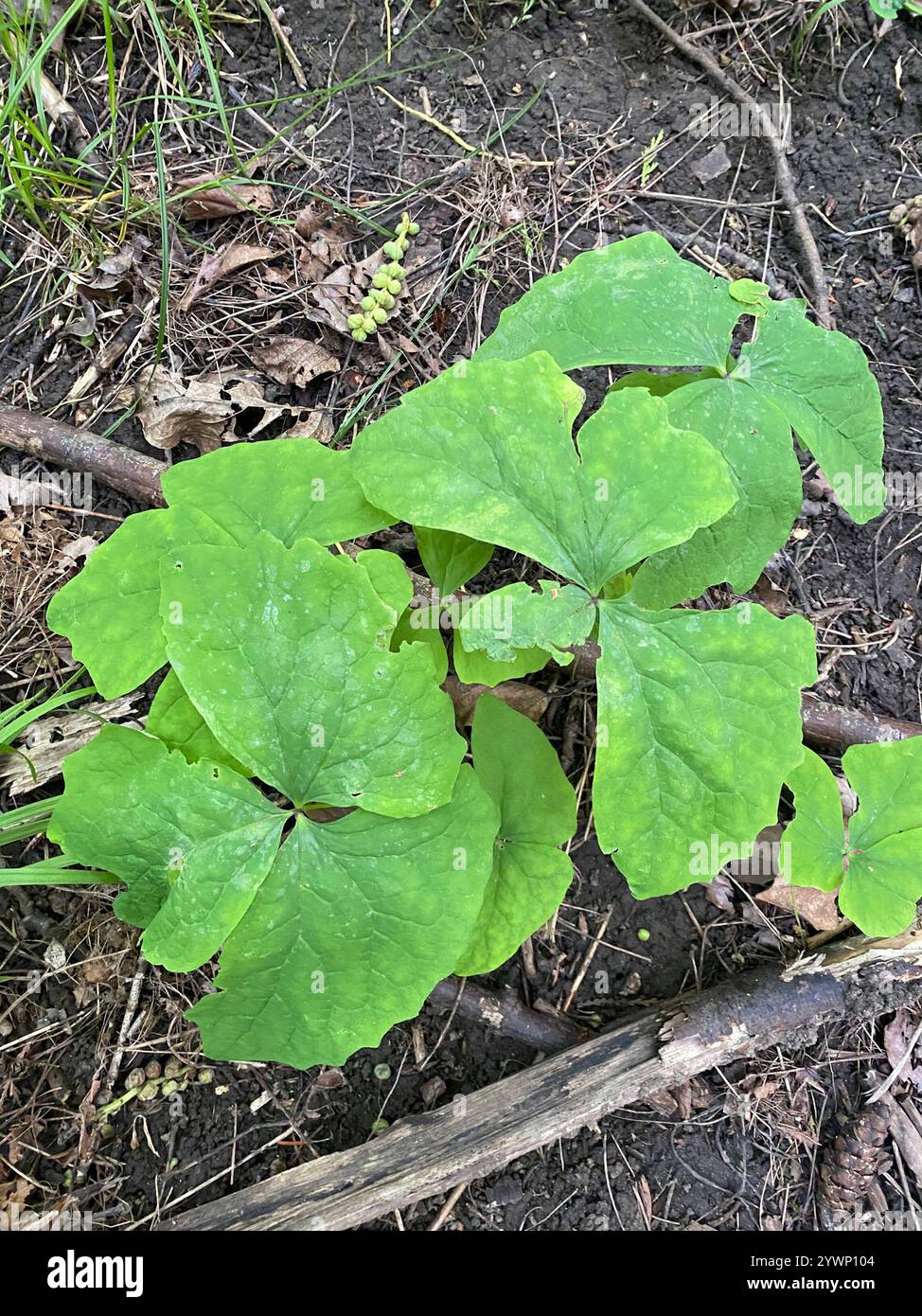 vanilla leaf (Achlys triphylla Stock Photo - Alamy
