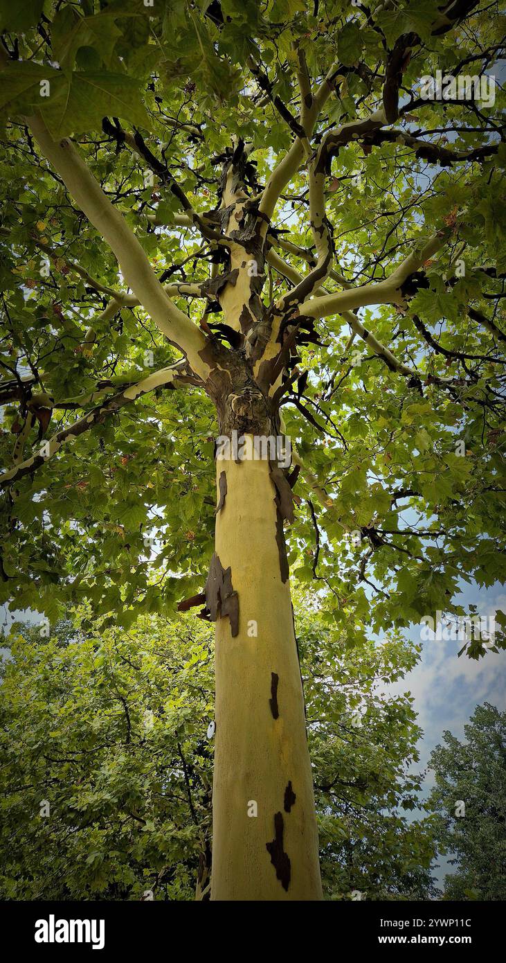 A majestic tree with a characteristic light trunk and green leaves ...