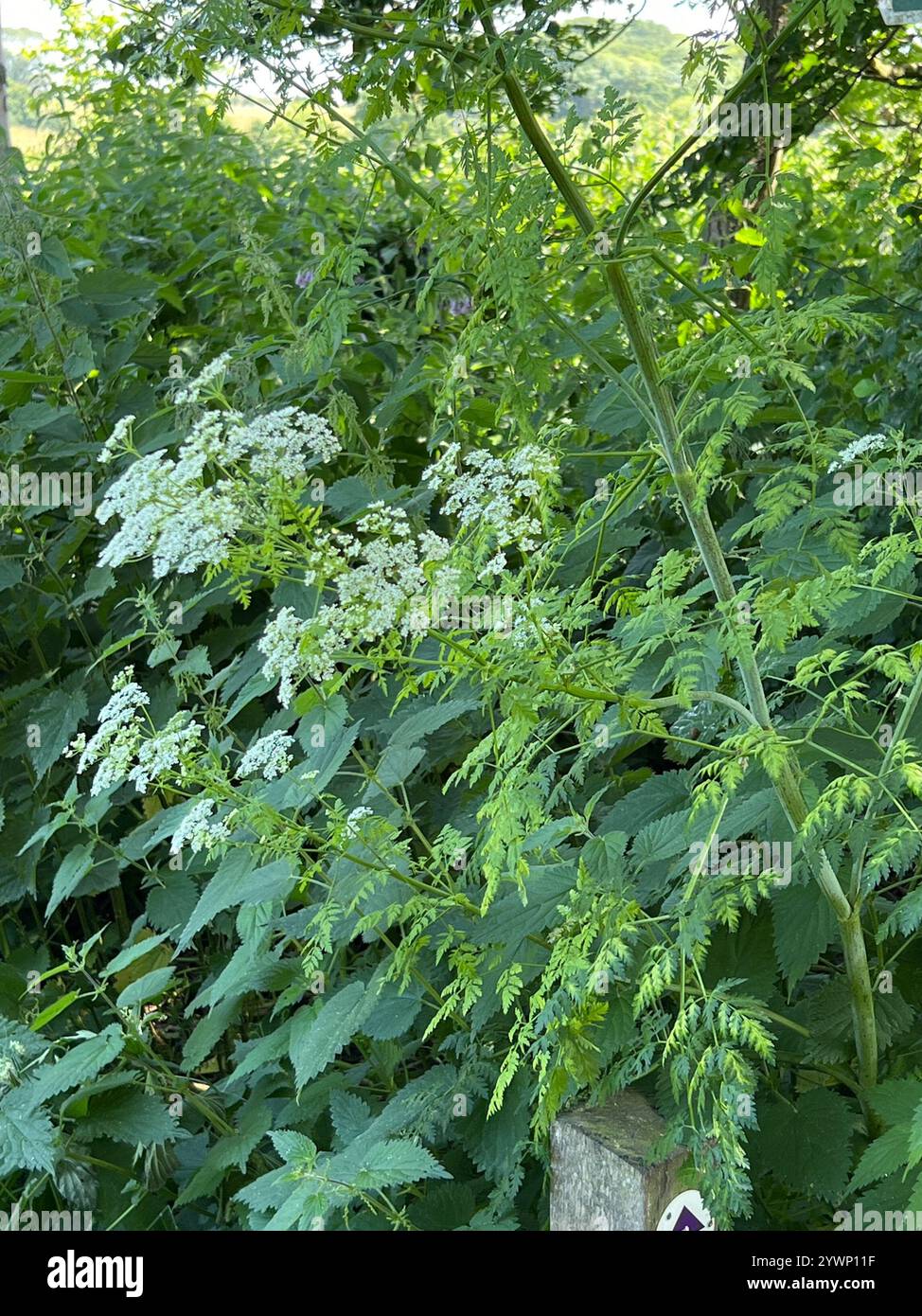 poison hemlock (Conium maculatum Stock Photo - Alamy