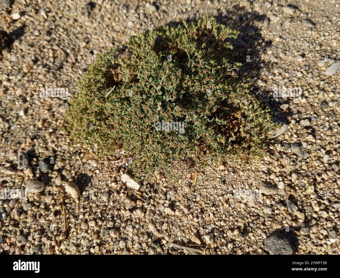 smallseed sandmat (Euphorbia polycarpa Stock Photo - Alamy