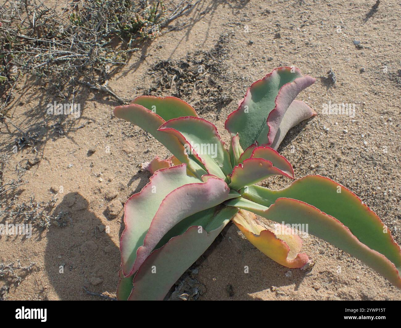 elephant salt salad (Mesembryanthemum barklyi Stock Photo - Alamy
