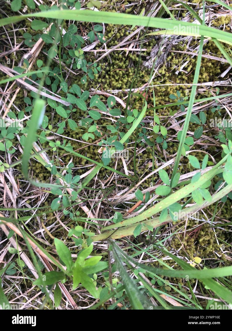 creeping lespedeza (Lespedeza repens Stock Photo - Alamy