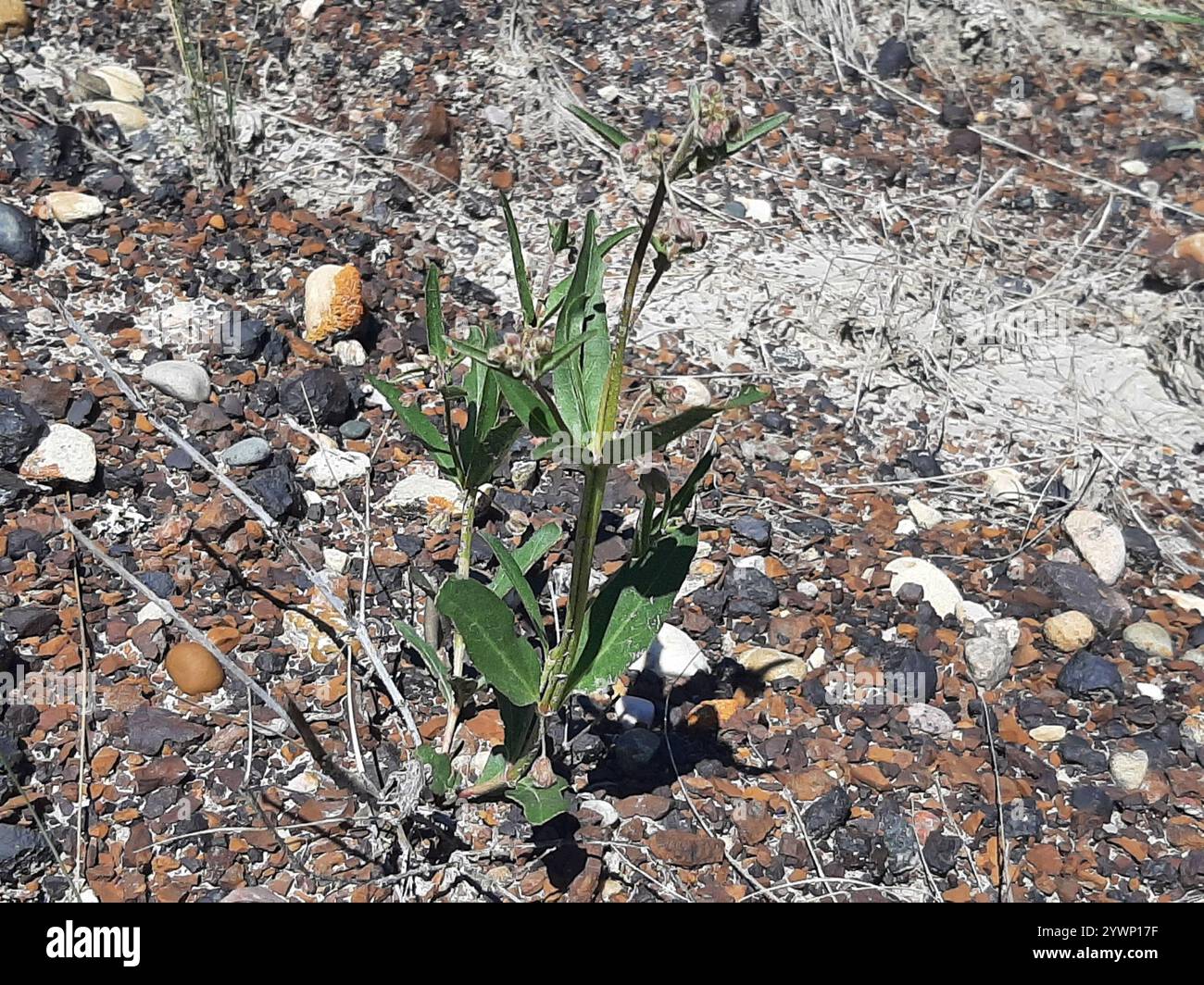 White Four o'Clock (Mirabilis albida Stock Photo - Alamy