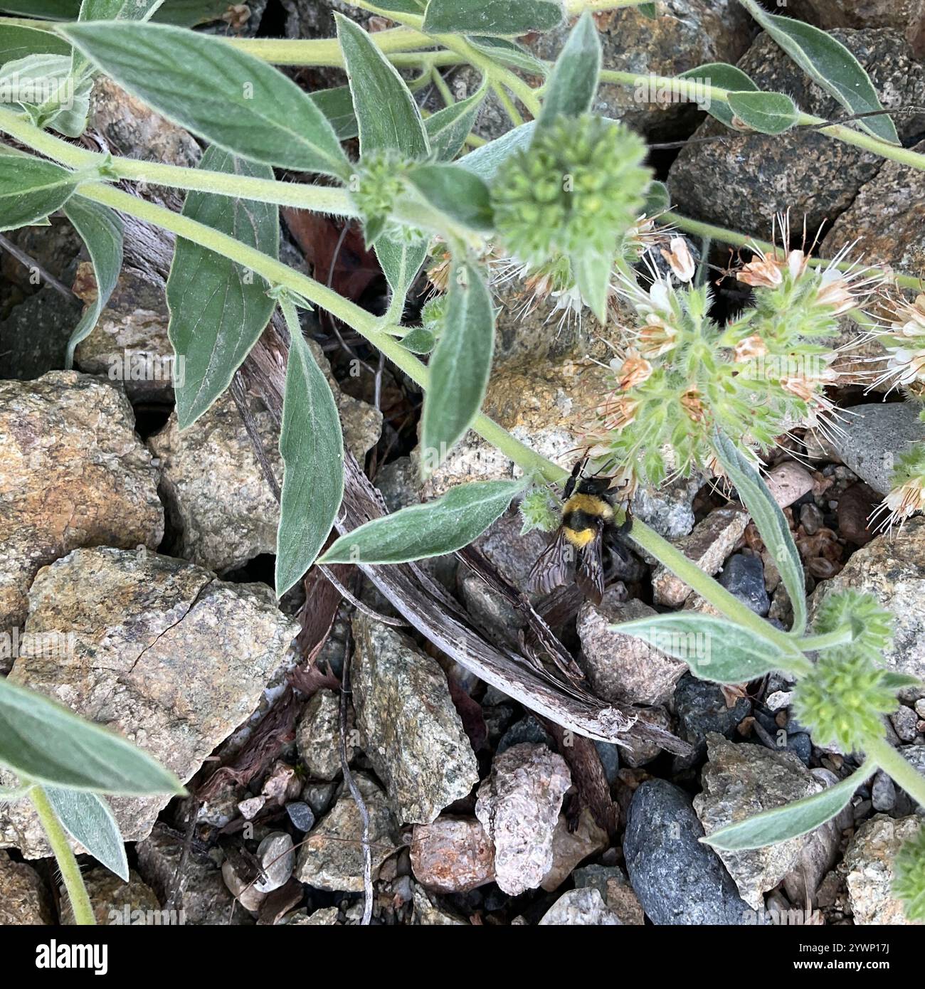California Bumble Bee (Bombus californicus Stock Photo - Alamy