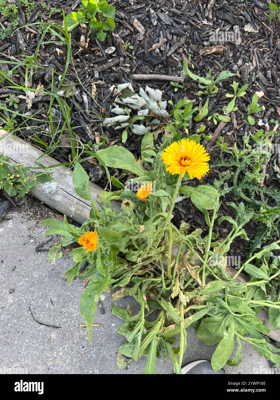 pot marigold (Calendula officinalis Stock Photo - Alamy