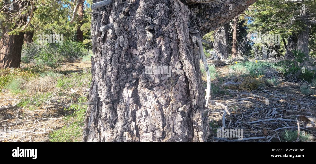 Colorado White Fir (Abies concolor concolor Stock Photo - Alamy
