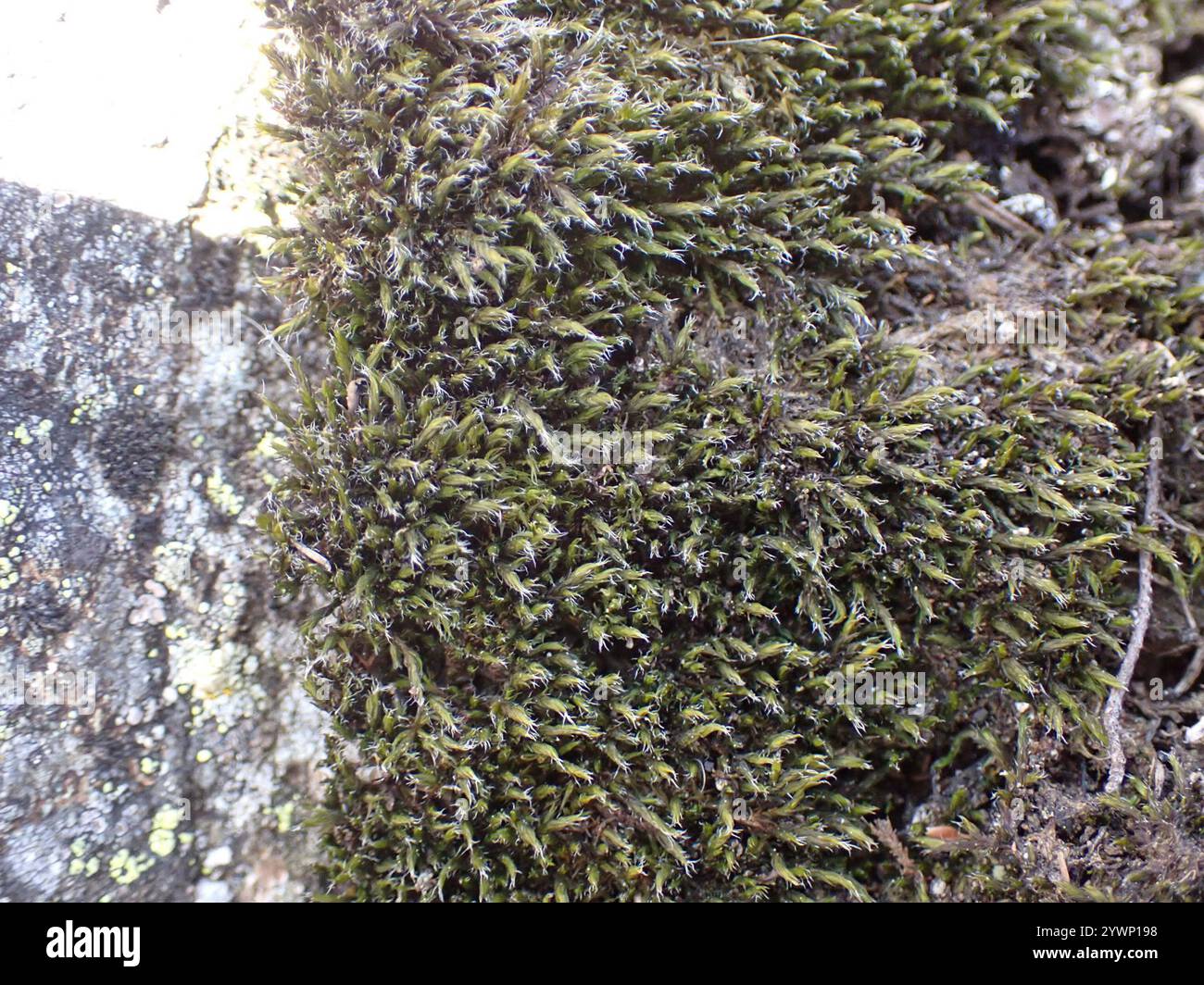 Yellow-green Rock Moss (Racomitrium heterostichum Stock Photo - Alamy