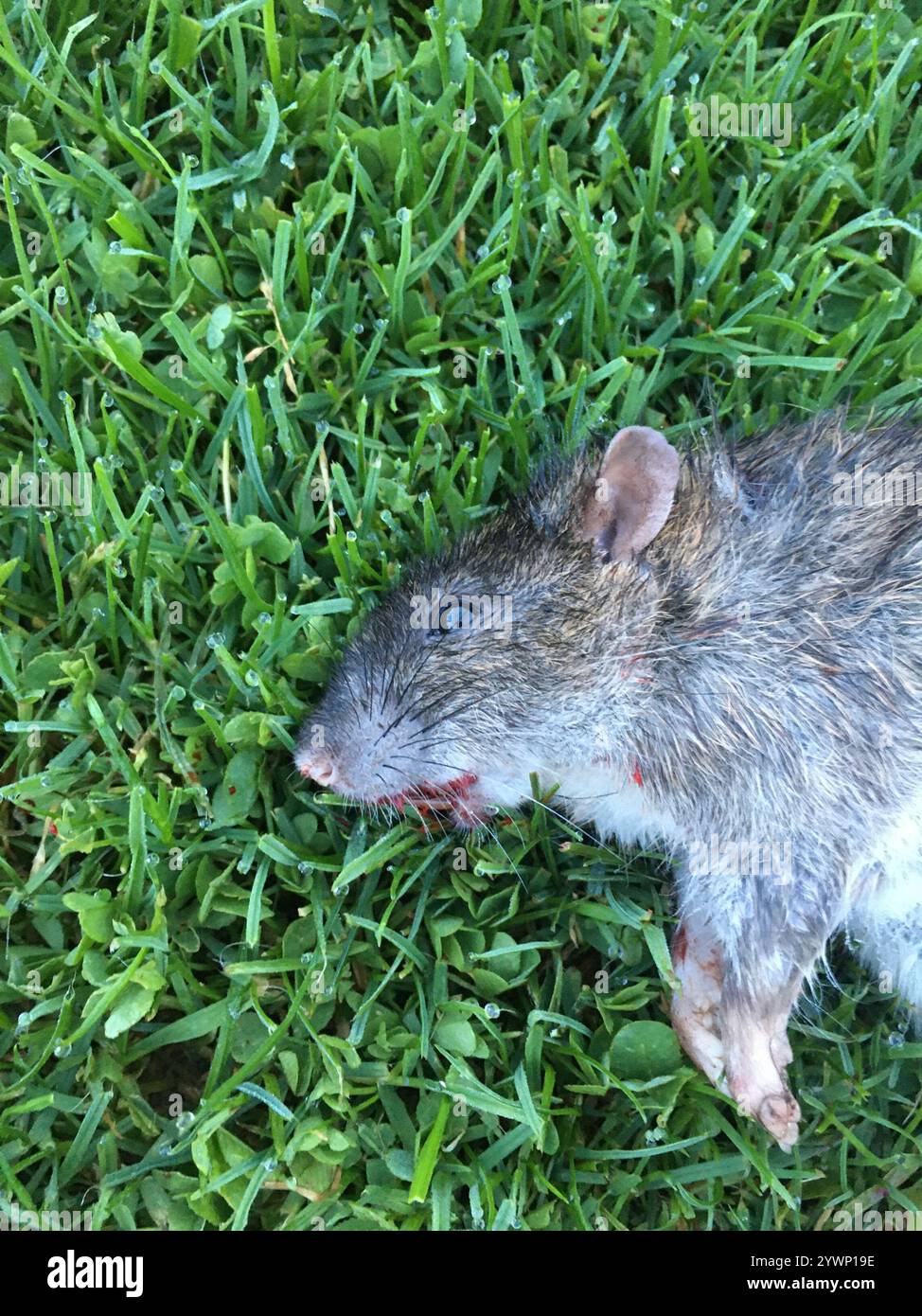 Brown Rat (Rattus norvegicus Stock Photo - Alamy