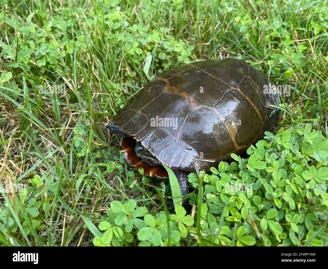 Painted Turtle (Chrysemys picta Stock Photo - Alamy